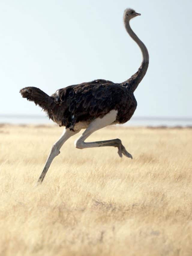 Meet the Fastest-Running Bird in the World