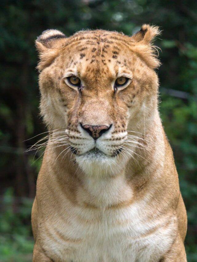 दुनिया की सबसे बड़ी बिल्ली होते हैं लाइगर, नहीं मिलते किसी जंगल में!