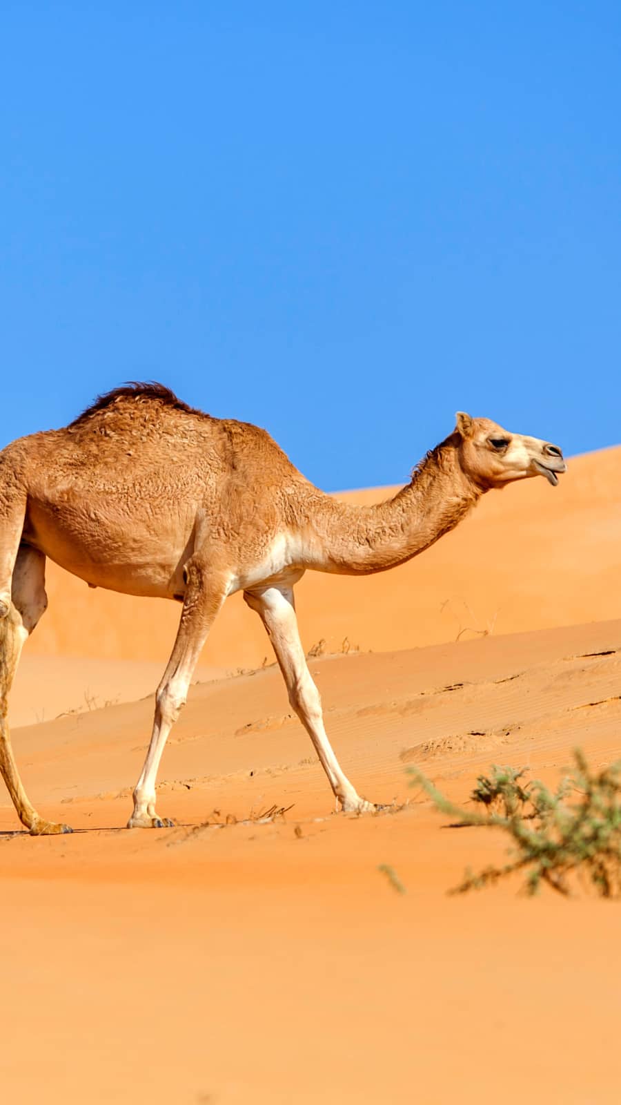 Sahara Desert Animal Pictures