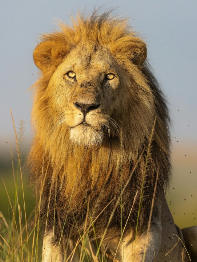 12 Animals That Can Kill a Lion