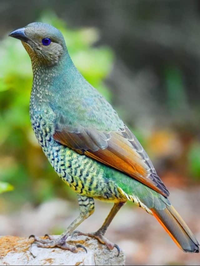 Meet the Most Romantic Bird in the World