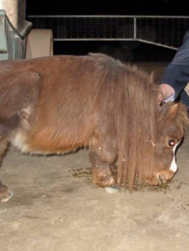 Thumbelina: Meet the World's Smallest Horse