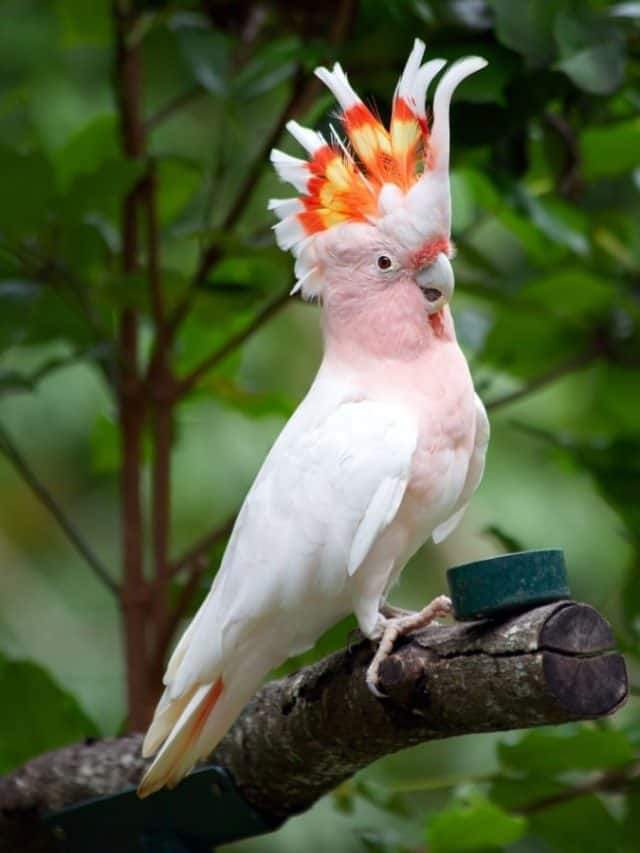 From Cookie to Cocky Bennett: 8 Oldest Birds in the World