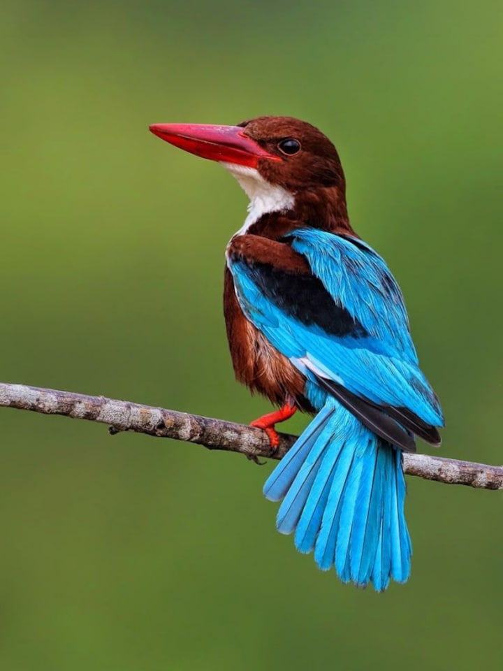 Winged Mascots: India’s state birds you shouldn’t miss