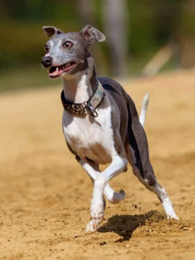 10 Fastest Dog Breeds in the World