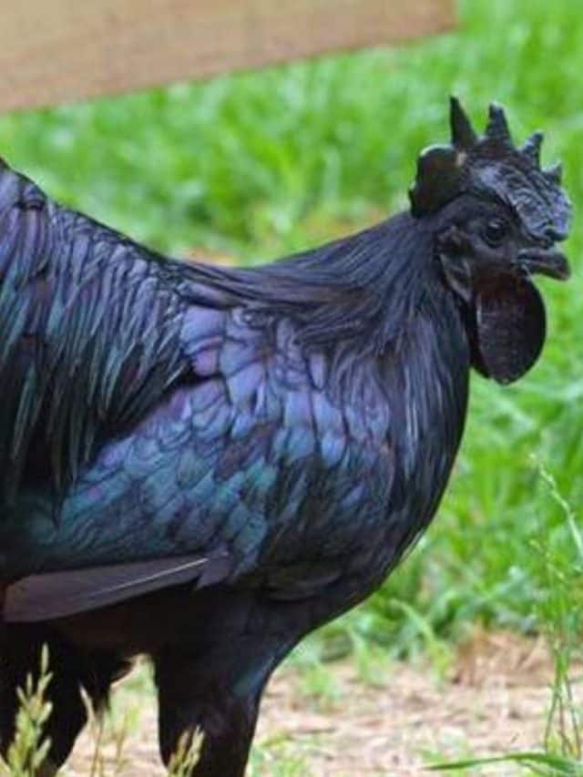 10 Most Expensive Chicken Breeds in the World