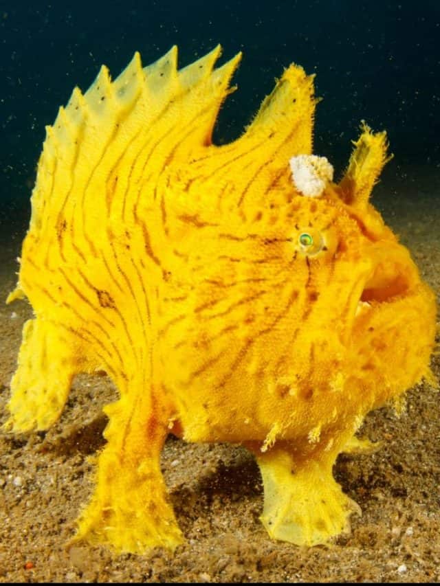 8 Incredible Fish That Walk on Land With Their Fins