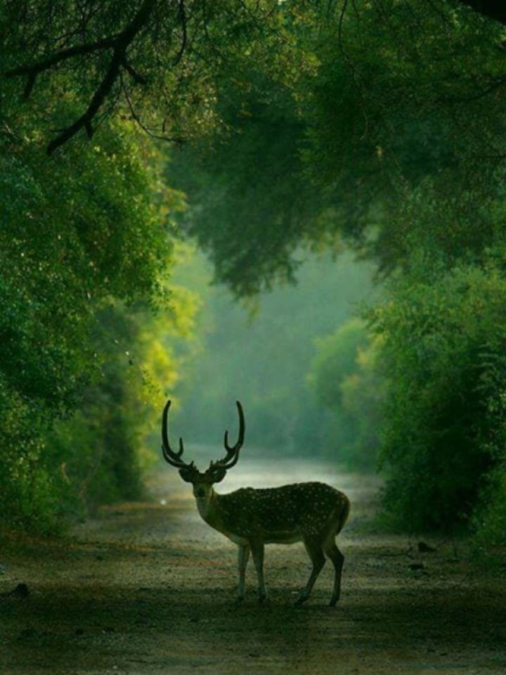 Adventure awaits: 10 forests in India you must experience once