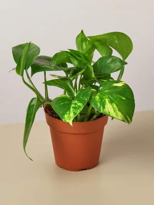 Benefits Of Keeping Pothos Plant At Home