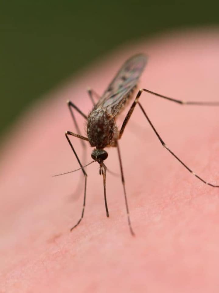 Buzz Off! 10 easy ways to deter mosquitoes in monsoon