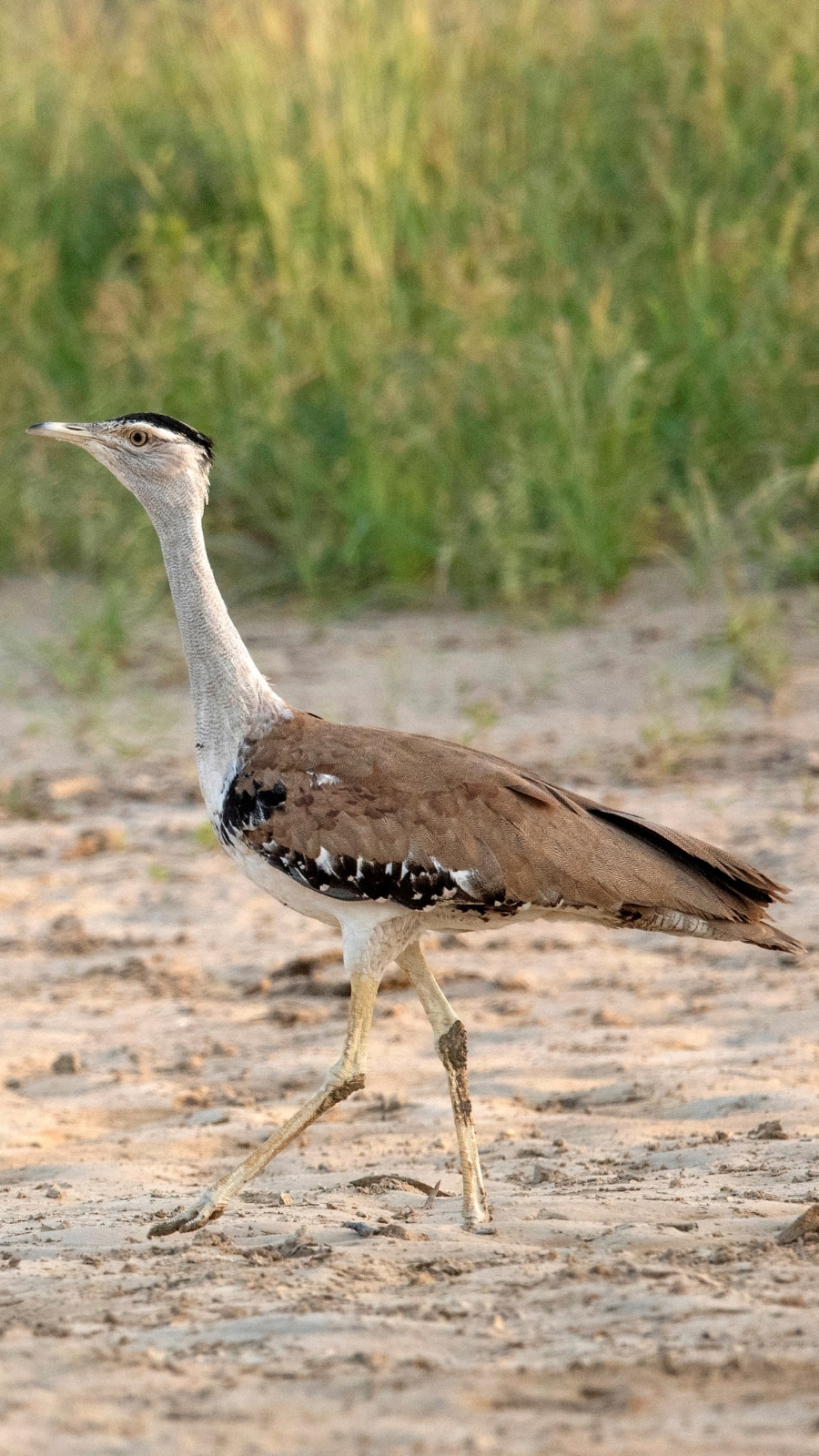 Great Indian Bustard Sanctuary