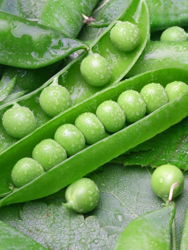 Woman got her 3 year old daughter serena kelly married to 68 year old ...