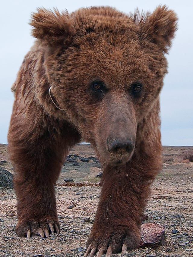 Meet Gobi Bear: The Rarest and Loneliest Bear in the World