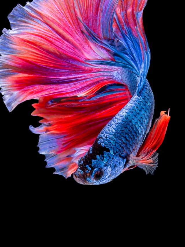 10 Rarest and Most Unique Betta Fish Colors