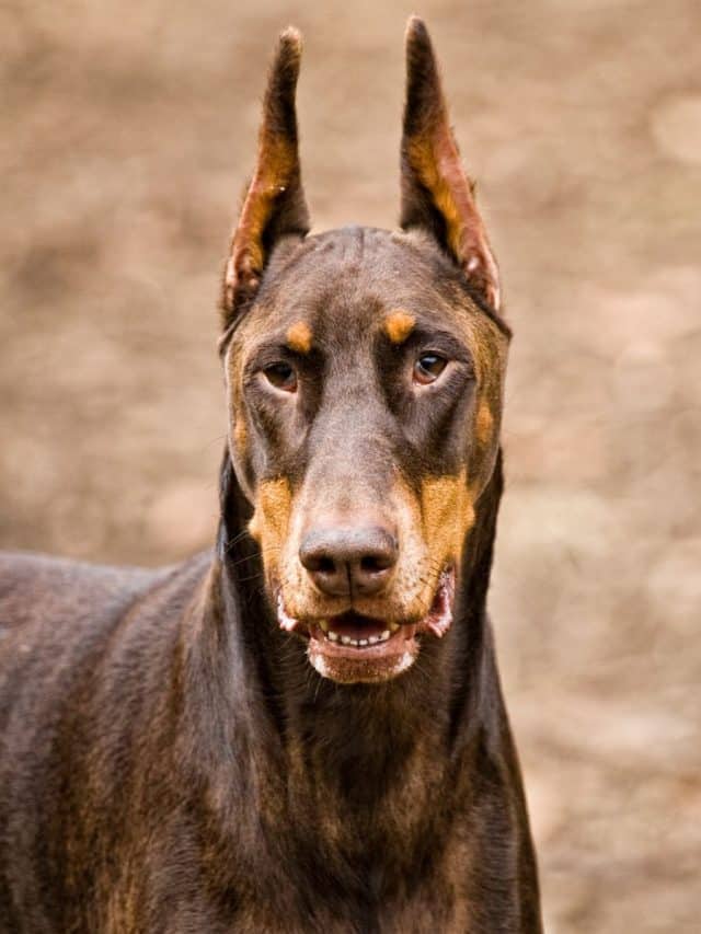 10 Most Aggressive Dog Breeds in the World
