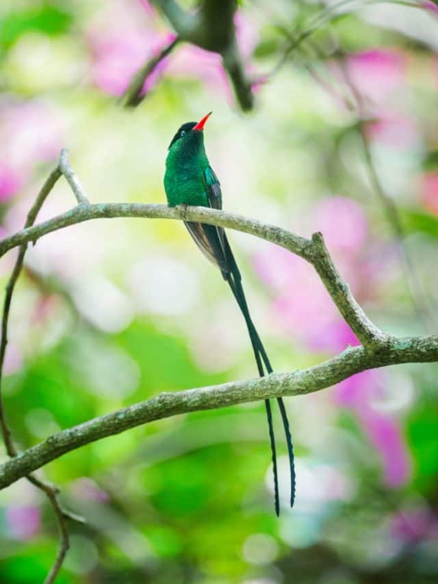 Meet Doctor Bird: The National Bird of Jamaica