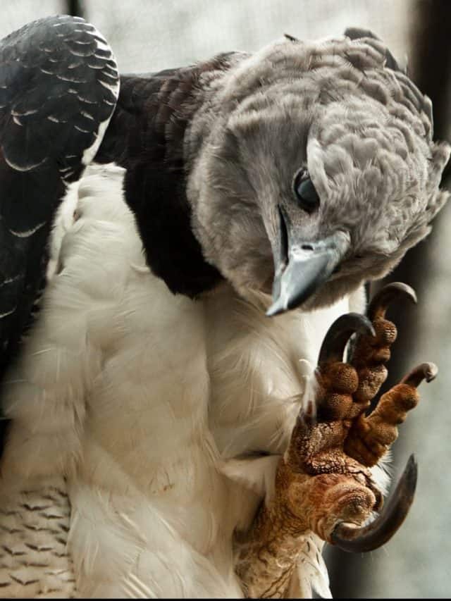 12 Apex Predators That Birds Fear the Most