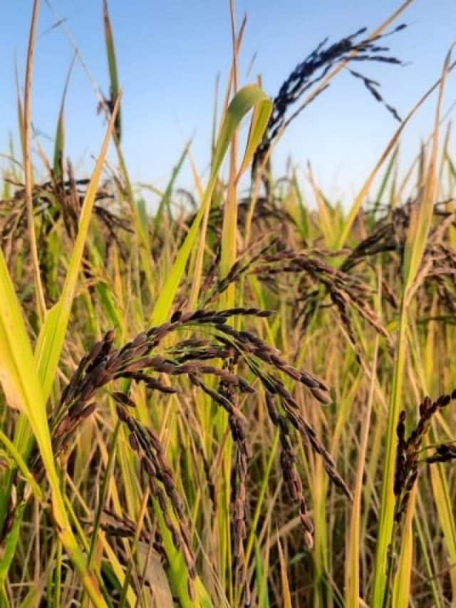 Top 10 rice-producing states in India