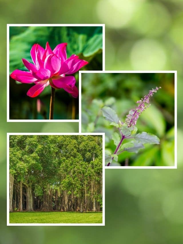 Holy Basil to Banyan Tree: Top 10 sacred plants in Indian traditions