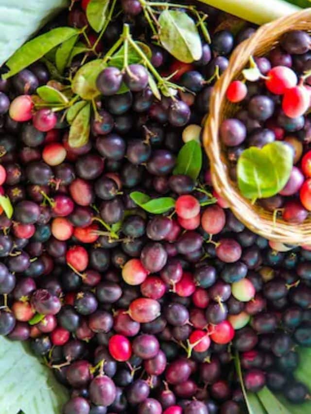 Karonda health benefits: Iron-rich, immunity-boosting superfruit