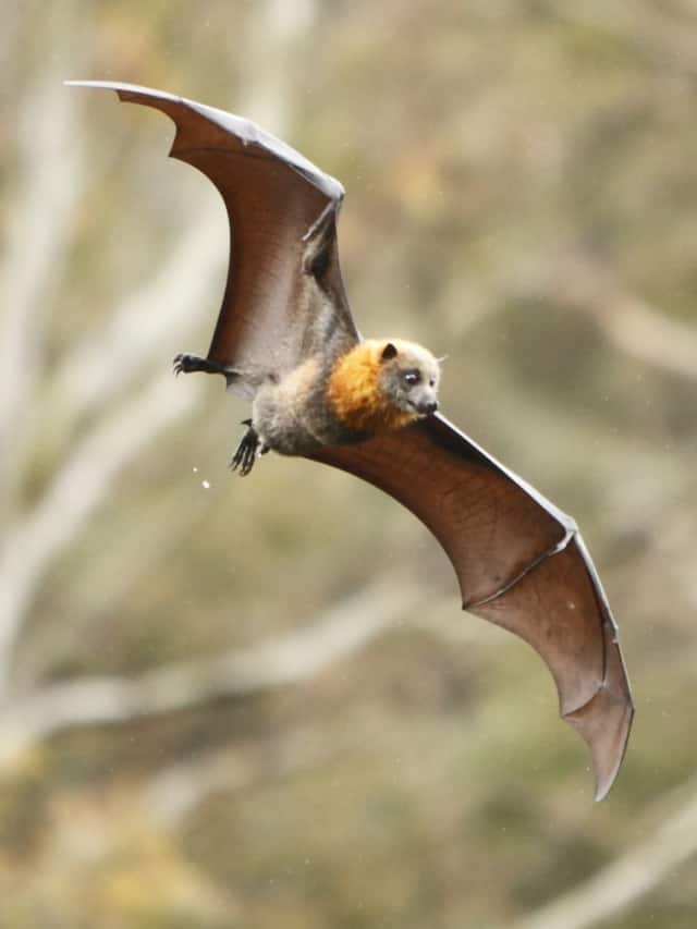 Meet Ryukyu Flying Fox: Japan’s iconic Yawning Bat
