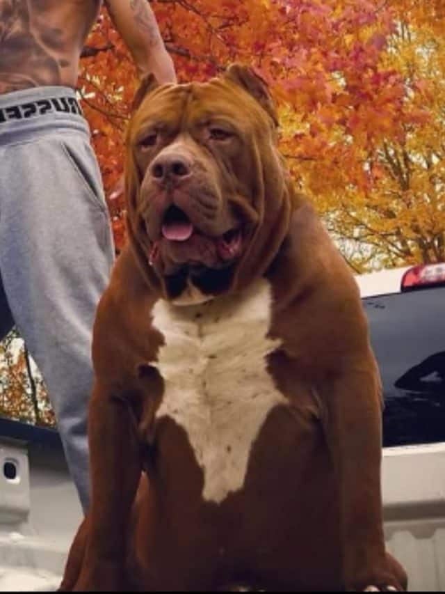 Meet Hulk: The Largest Pit Bull in the World