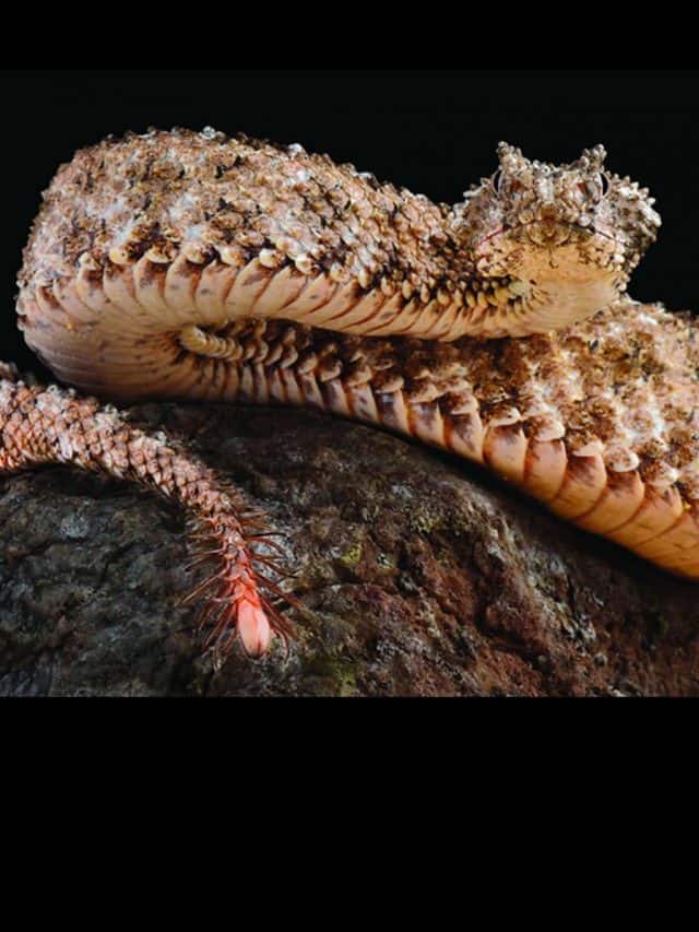 Meet Iran's Spider-Tailed Snake: Nature’s Creepiest Illusionist