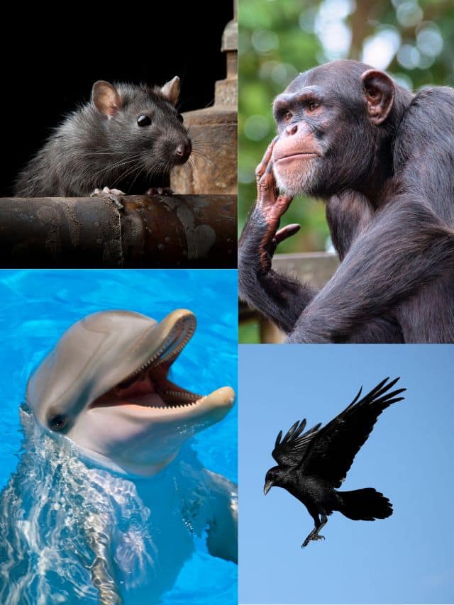 Top 7 most intelligent animals on earth