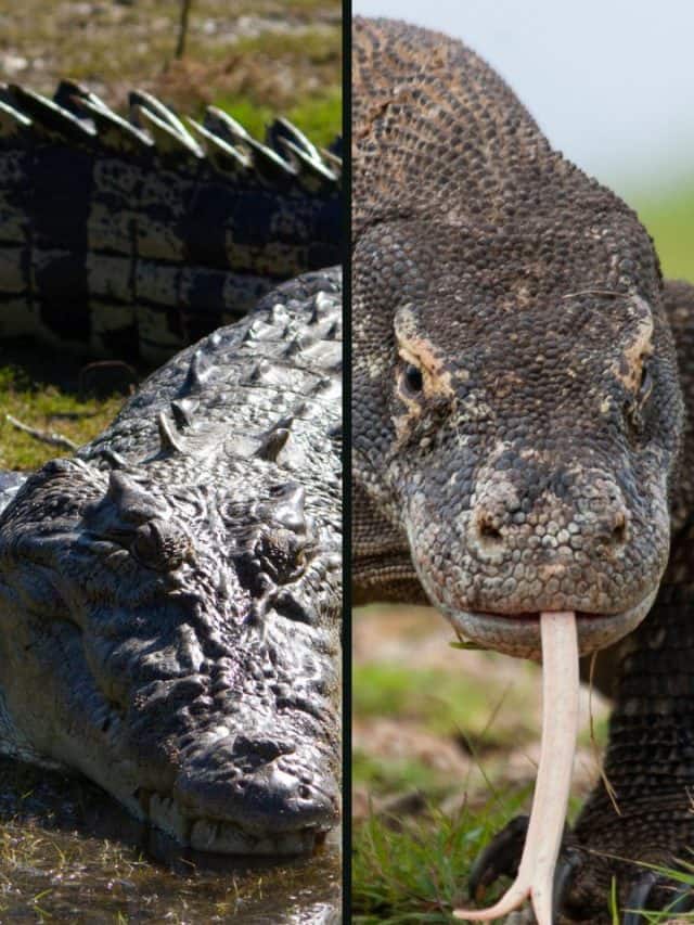 Komodo Dragon vs. Crocodile: Who Would Win in a Battle of Apex Predators?