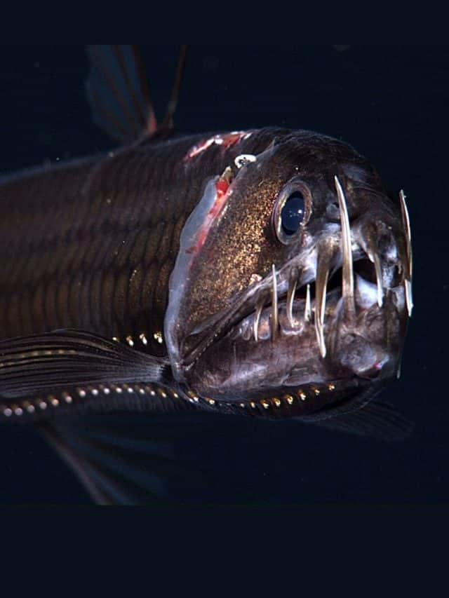 10 Most Aggressive and Deadly Fish Living in the Deep Ocean