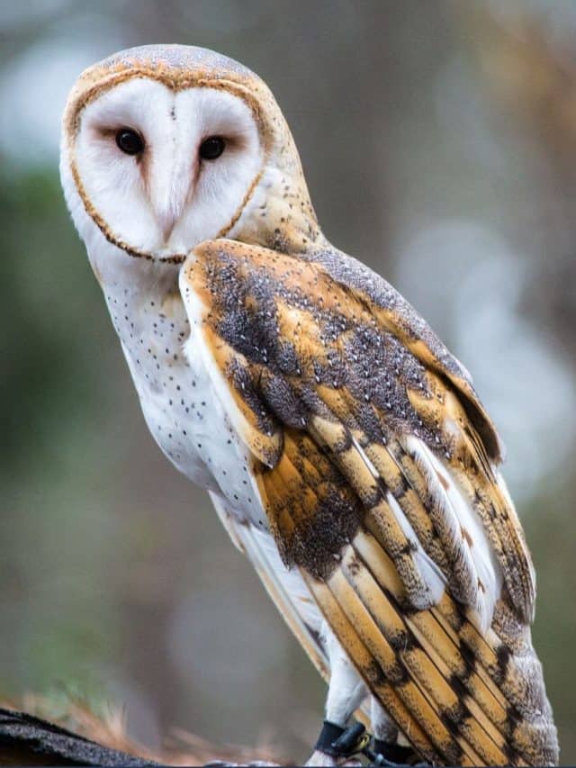 10 Animals With The Absolute Spookiest Traits