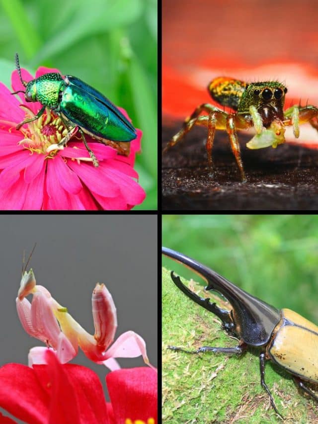10 Tiny Creatures More Expensive Than Your Gold Jewellery