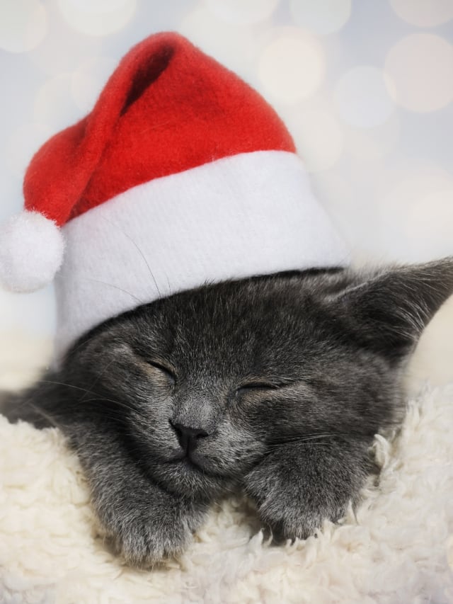 10 Irresistibly Cute Kitten Pictures That Will Melt Your Heart