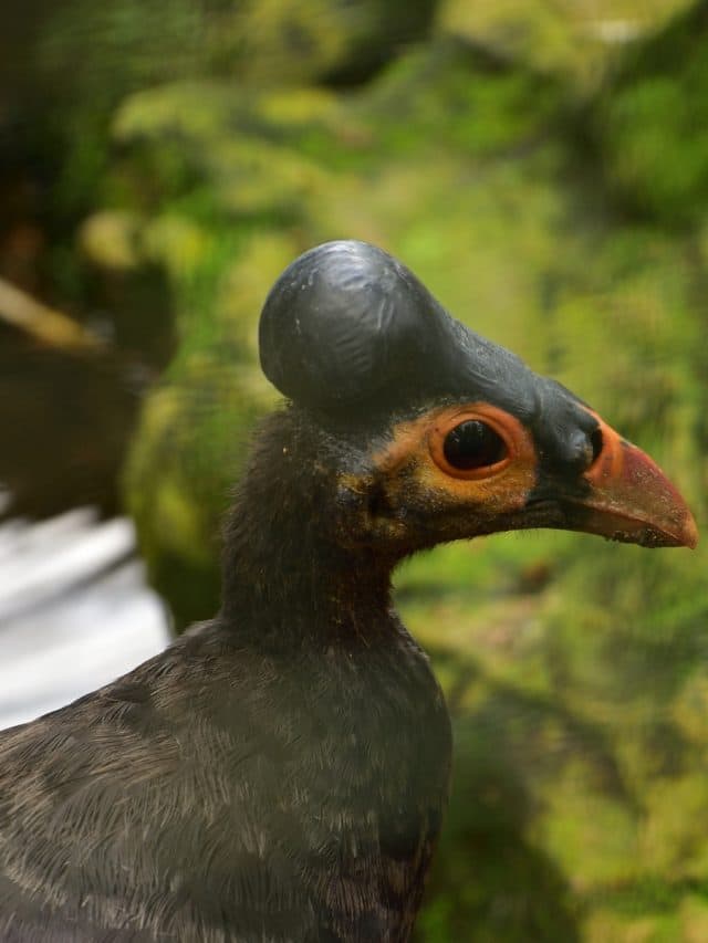 Unique Animals You Can Only Spot in the Jungles of Indonesia
