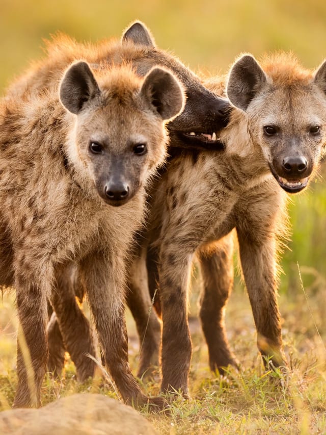 10 Animals That Live in Organised Groups