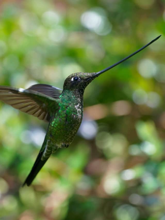 7 Animals with long claws in the world