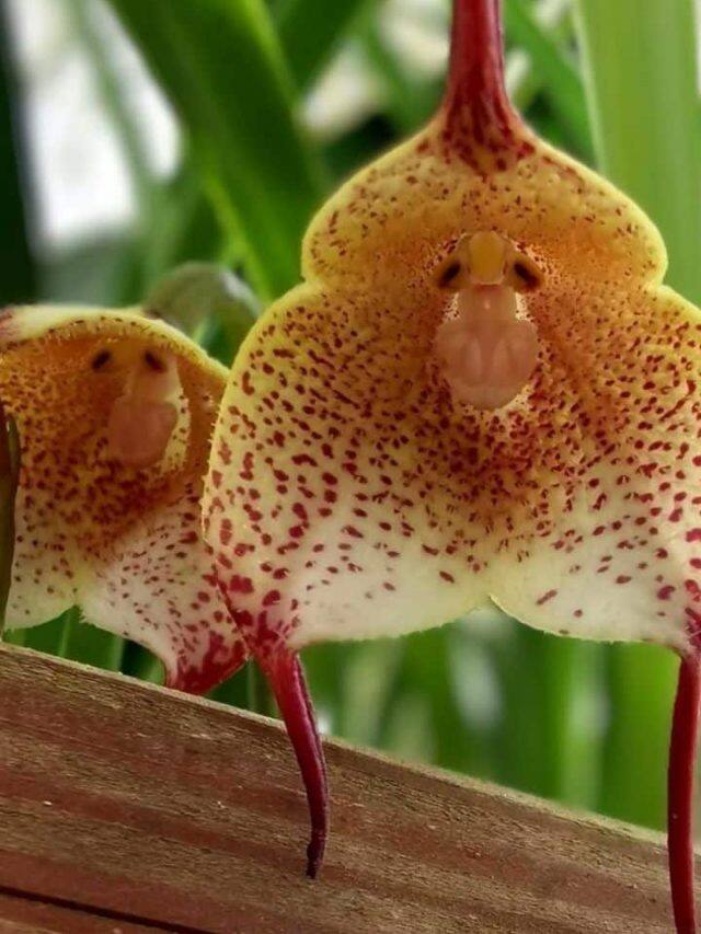 8 Fascinating Orchids That Few People Know About