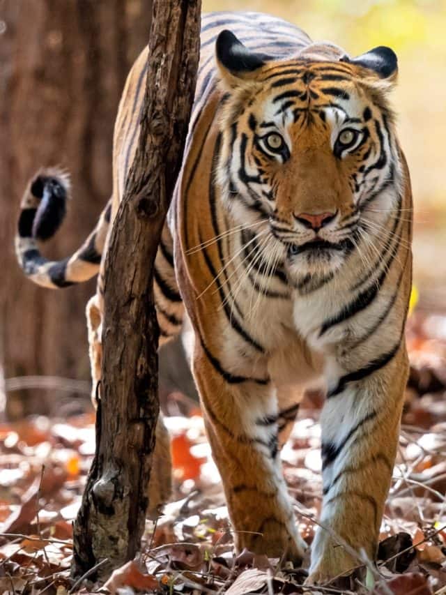 Top 10 countries where tigers still thrive