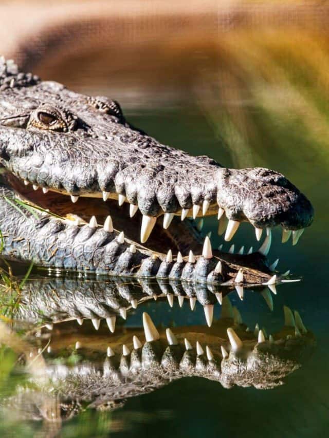 Top 10 Animals With the Most Teeth