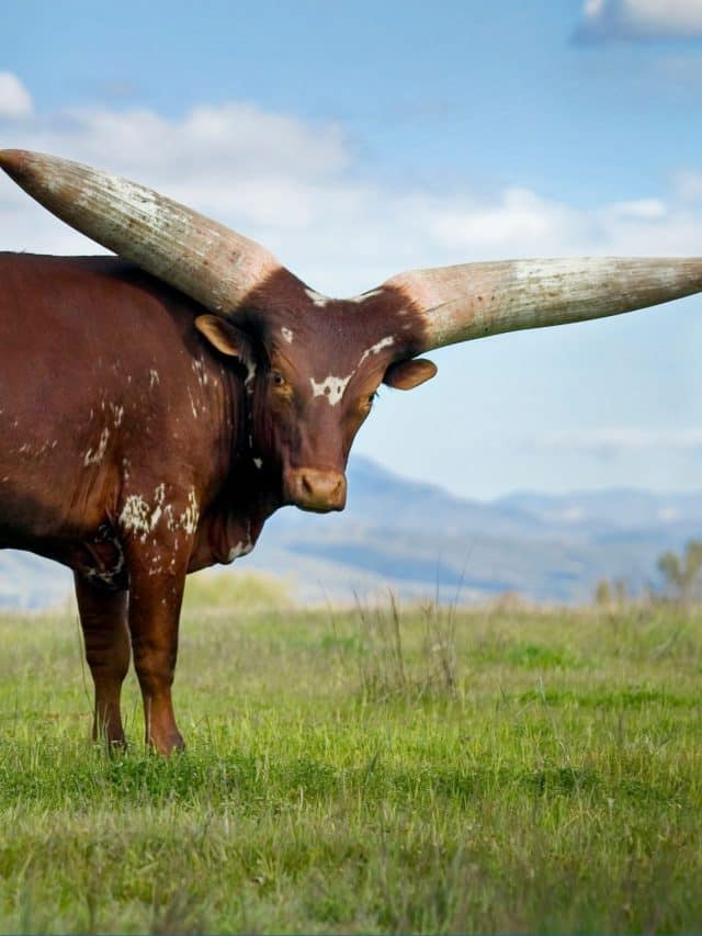 10 Animals with Largest and Stunning Horns