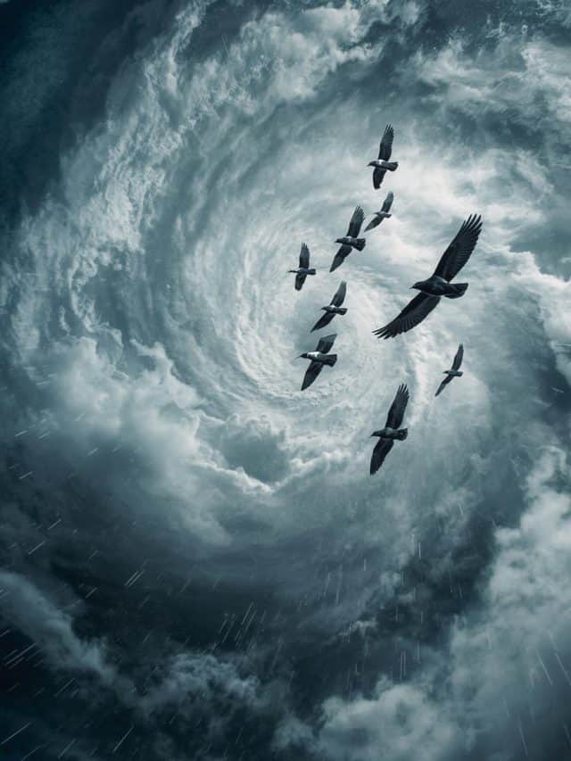 10 birds that fly into hurricanes to hunt, migrate, or survive