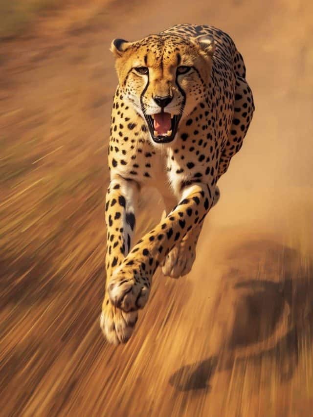 10 fastest animals in the world and their top speeds