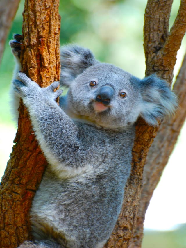 Nature’s rosy wonders: 8 breathtaking pink birds you must see