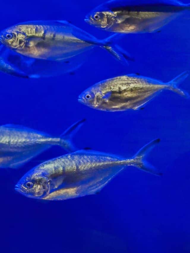 10 Fish Species that live in the Atlantic Ocean