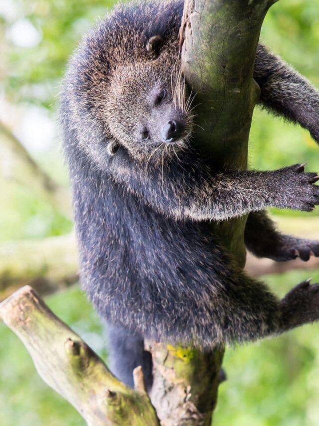 Meet Bearcat whose Life Depends on One type of Fruit