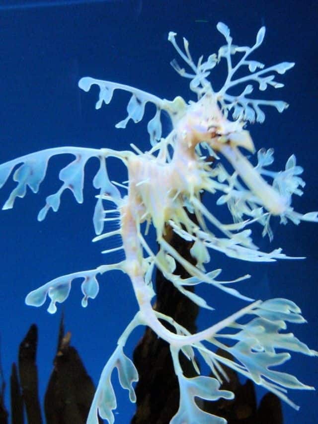 Top 10 animals that look like they’re from another planet