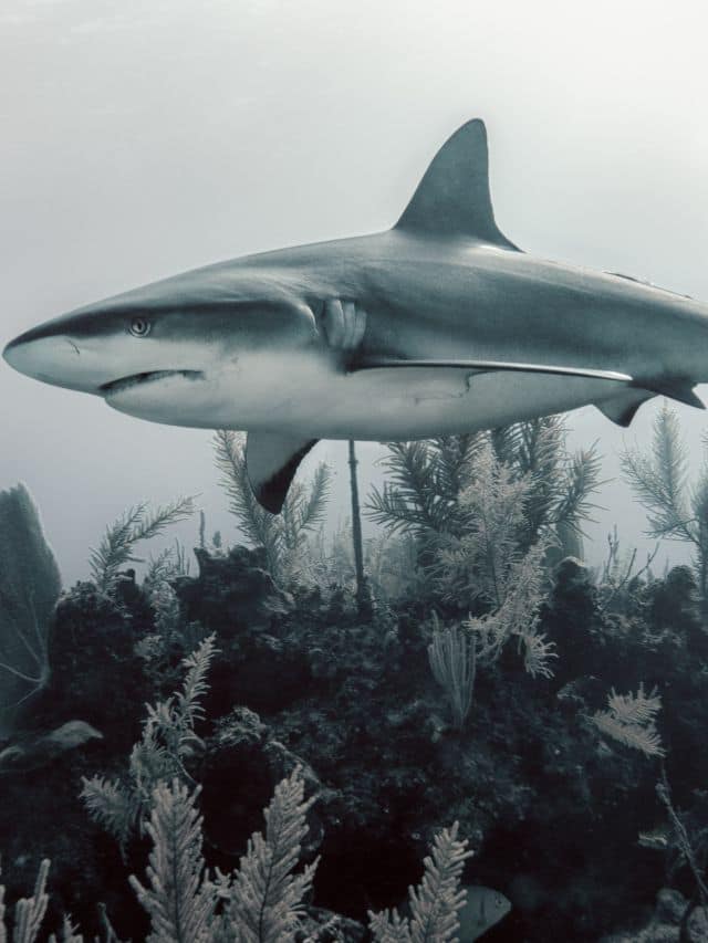 9 animals that live longer than humans by centuries