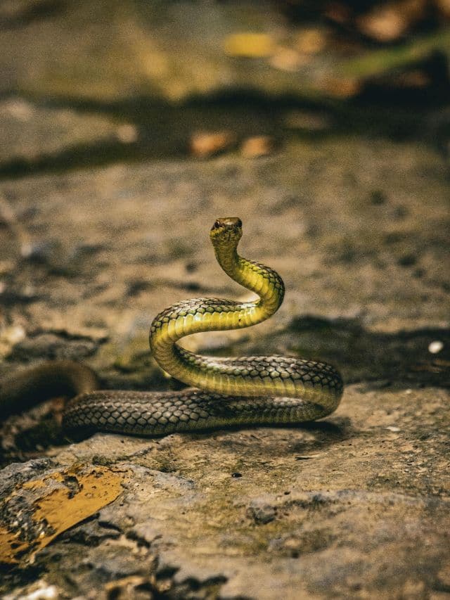 Top 10 animals with the strongest sense of smell