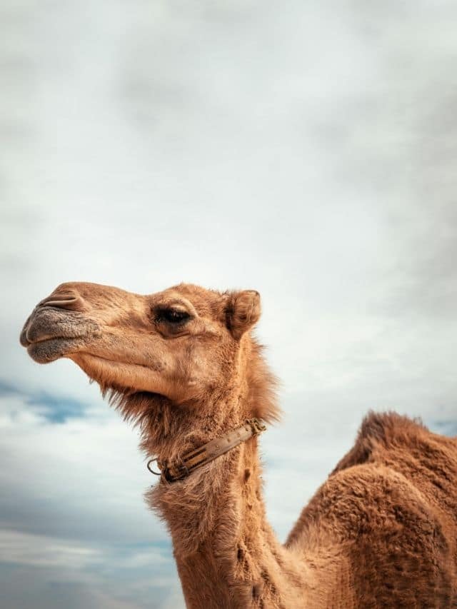 Top 6 animals that can survive without water for the longest time