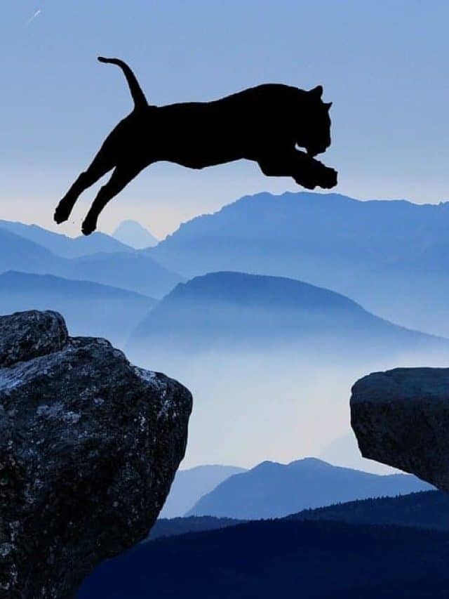 5 highest jumping animals in the world